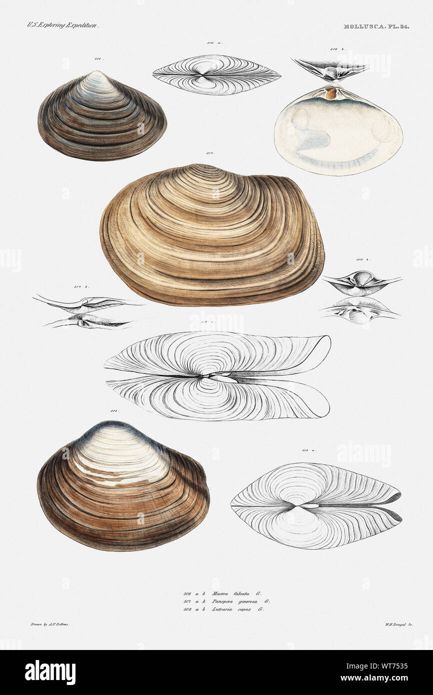 Clam Shell Varieties - Vintage Illustration from Carl Chun Zoological ...