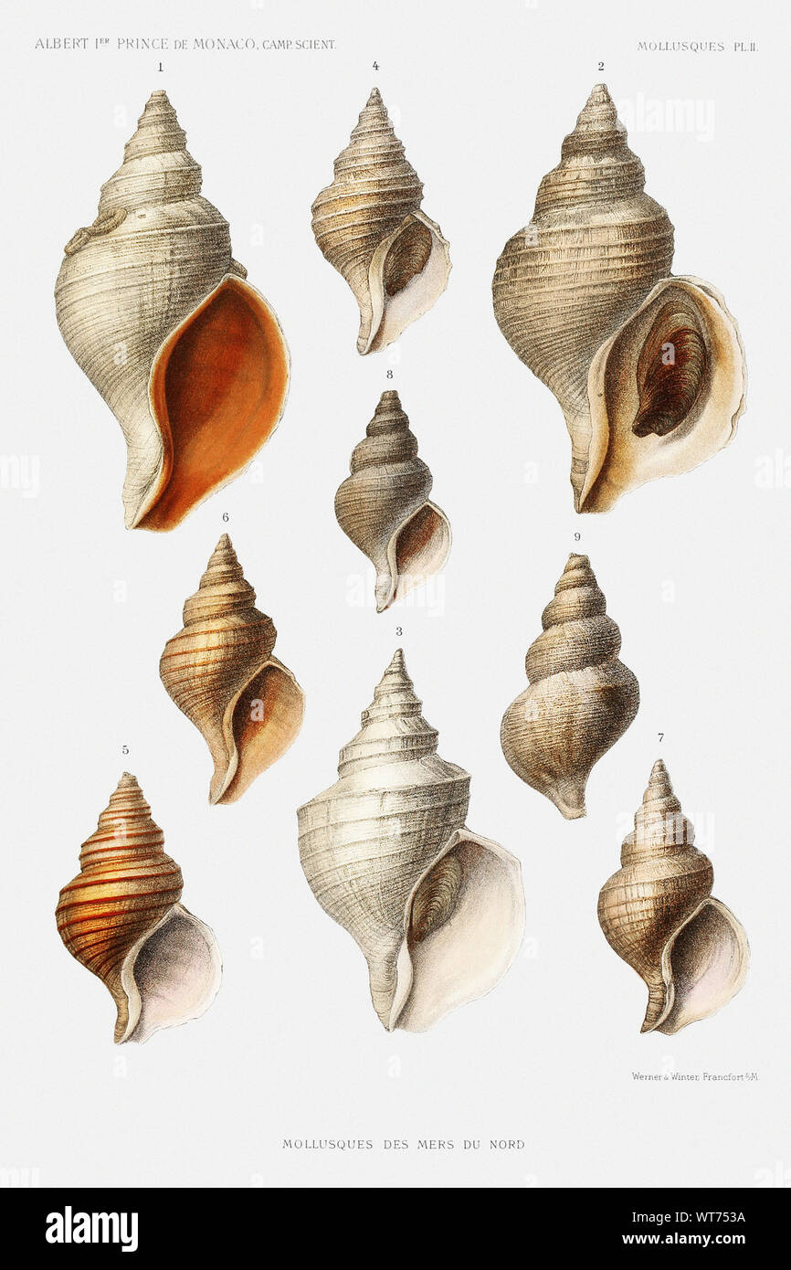 Conch Shell Varieties - Vintage Illustration from Carl Chun Zoological ...