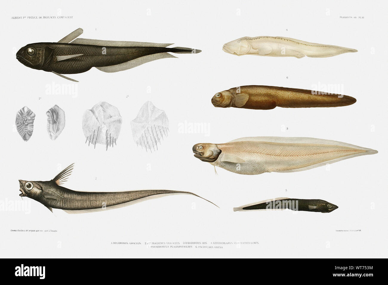 Eel Varieties - Vintage Illustration from Carl Chun Zoological Work ...