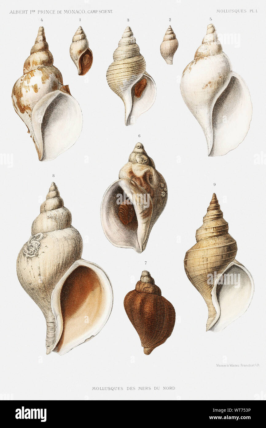 Conch Shell Varieties - Vintage Illustration from Carl Chun Zoological ...