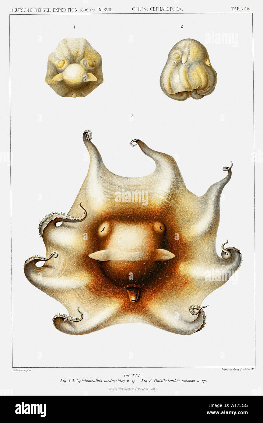 Flapjack Octopus - Vintage Illustration from Carl Chun Zoological Work ...