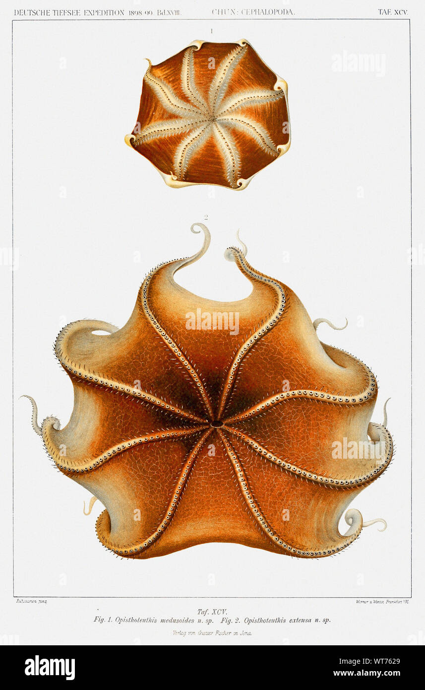 Flapjack octopus hi-res stock photography and images - Alamy