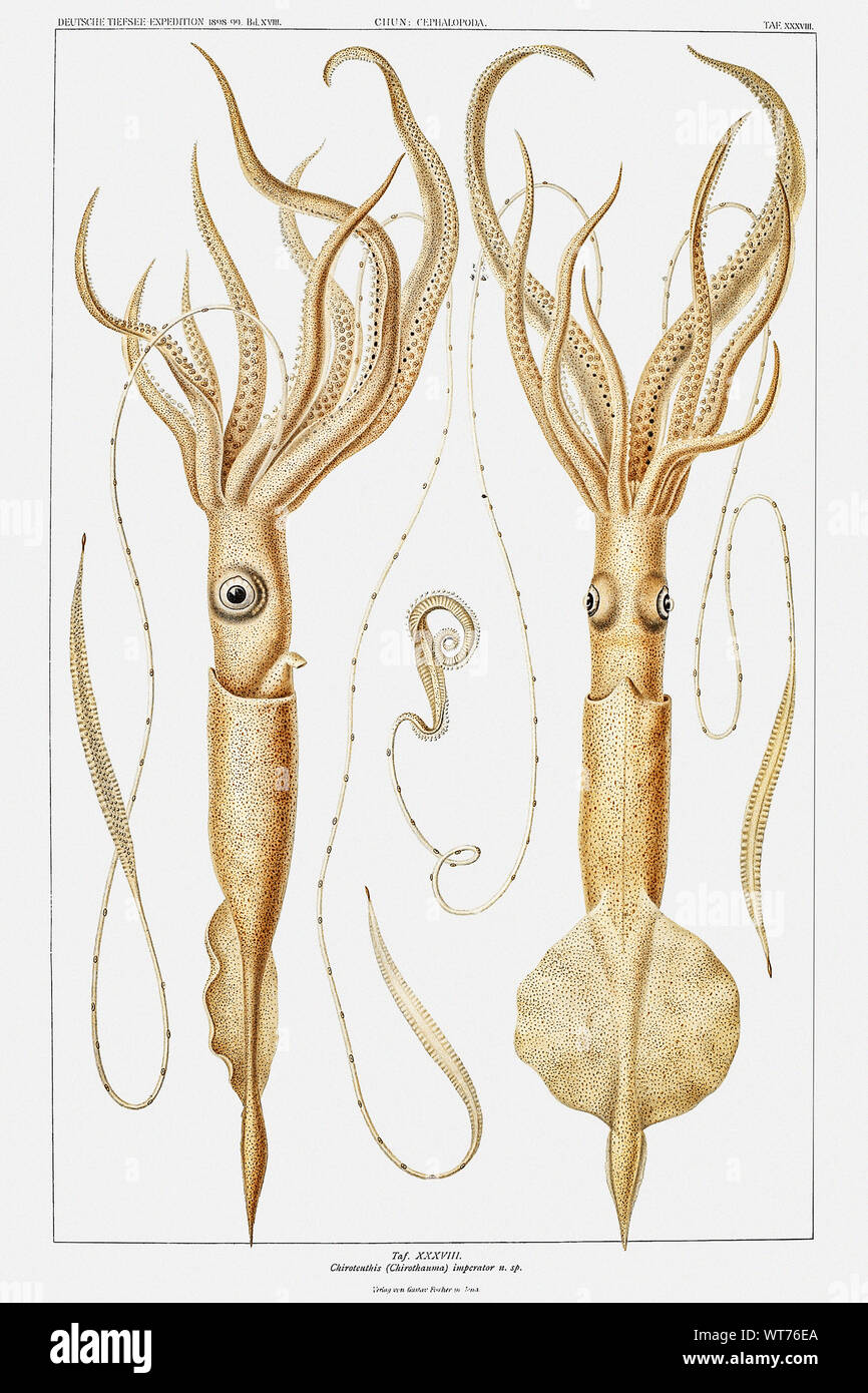 Sea Squid in - Vintage Illustration from Carl Chun Zoological Work ...