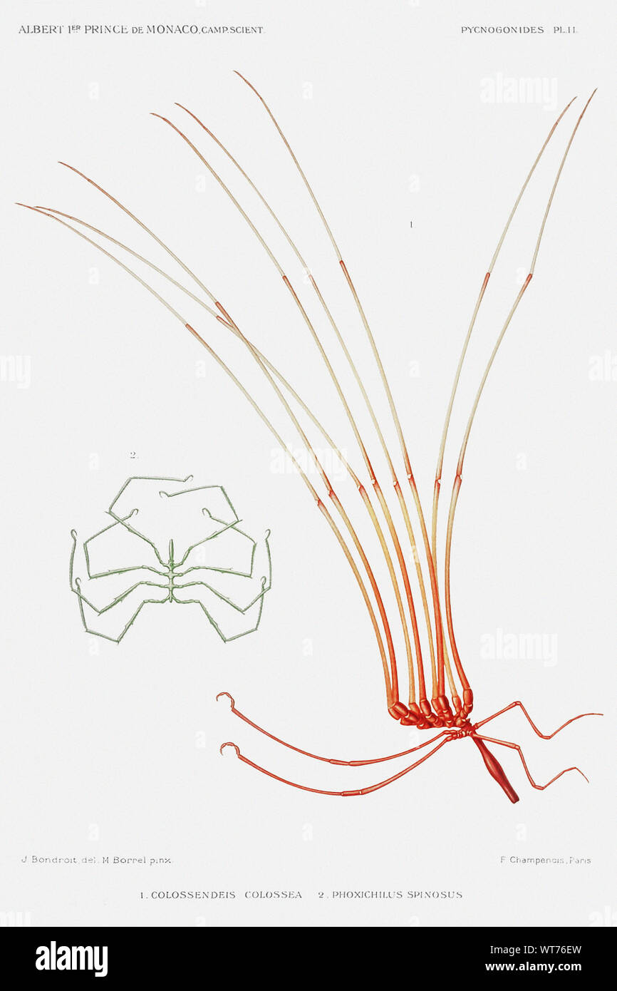 Sea spider illustration hi-res stock photography and images - Alamy