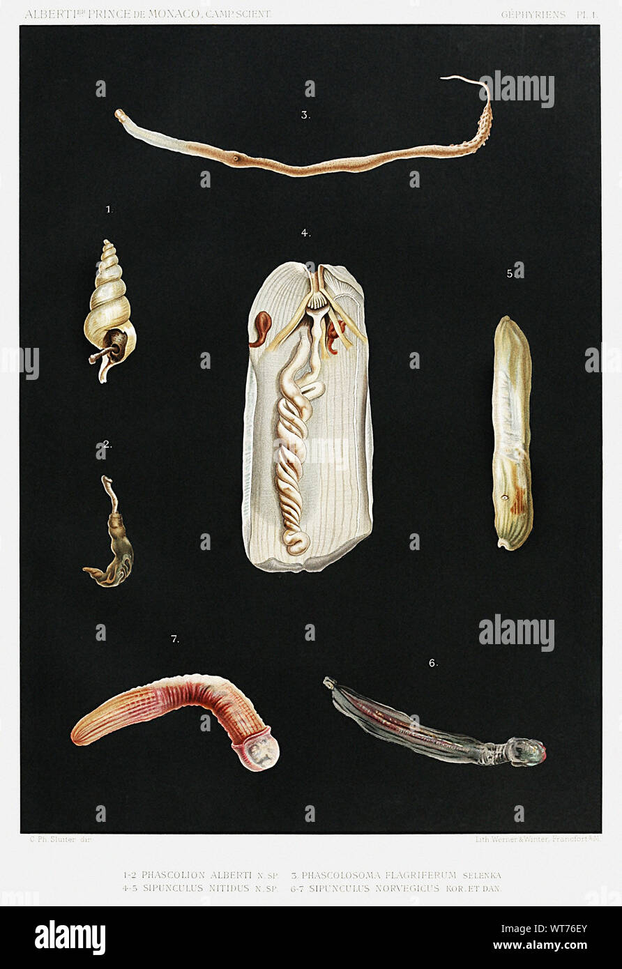 Sea Worm Varieties - Vintage Illustration from Carl Chun Zoological ...