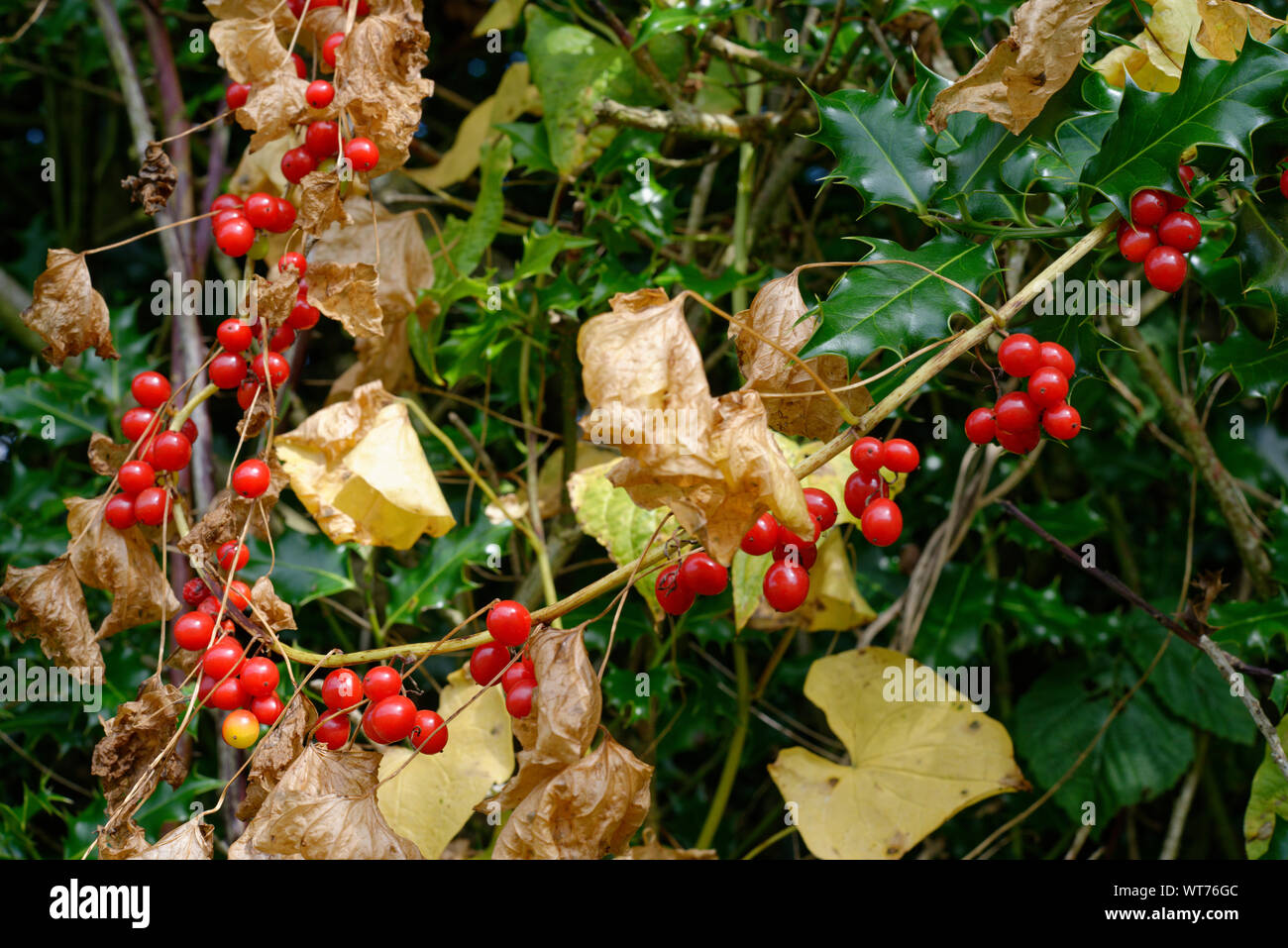 The red berries in autumn of bindweed Stock Photo - Alamy