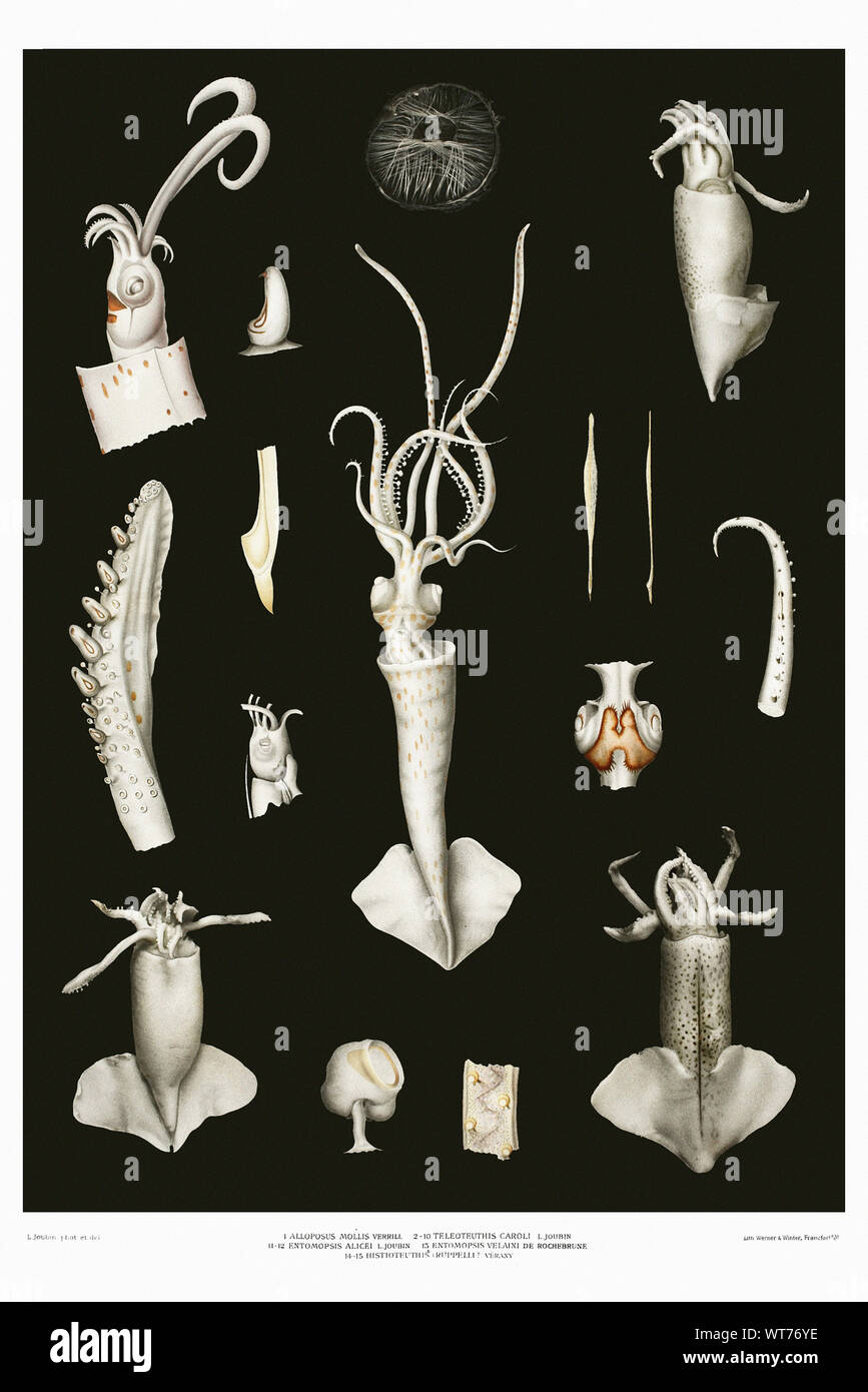 19th century print zoological illustration Cut Out Stock Images ...