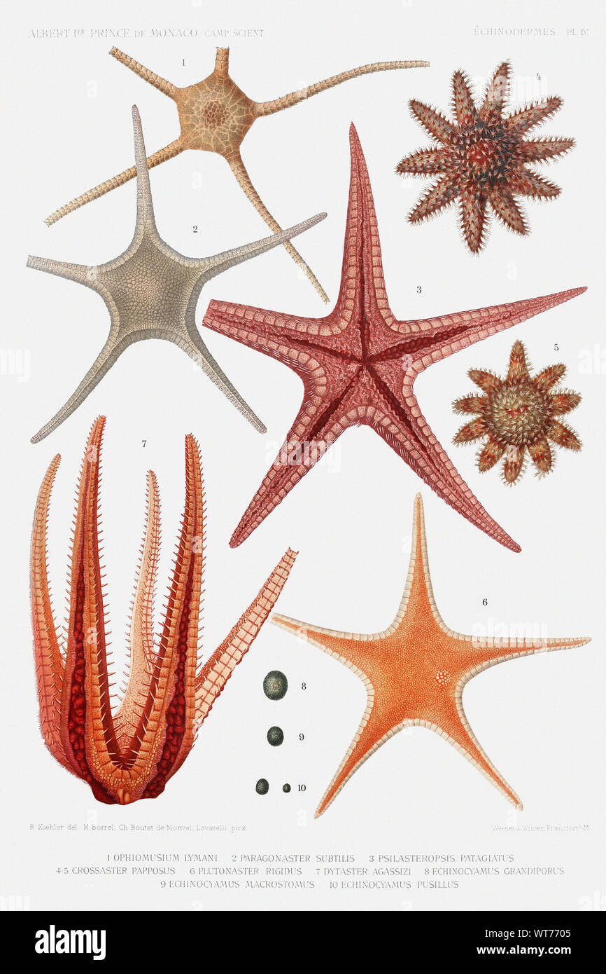 Starfish Varieties - Vintage Illustration from Carl Chun Zoological ...