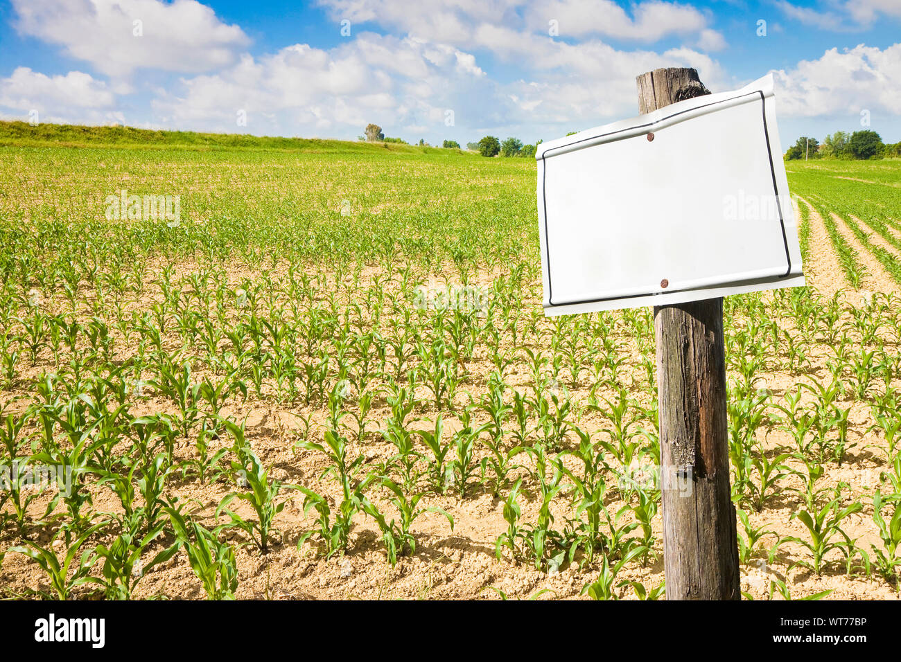 Wooden blank sign indicating against a corn field - image with copy ...
