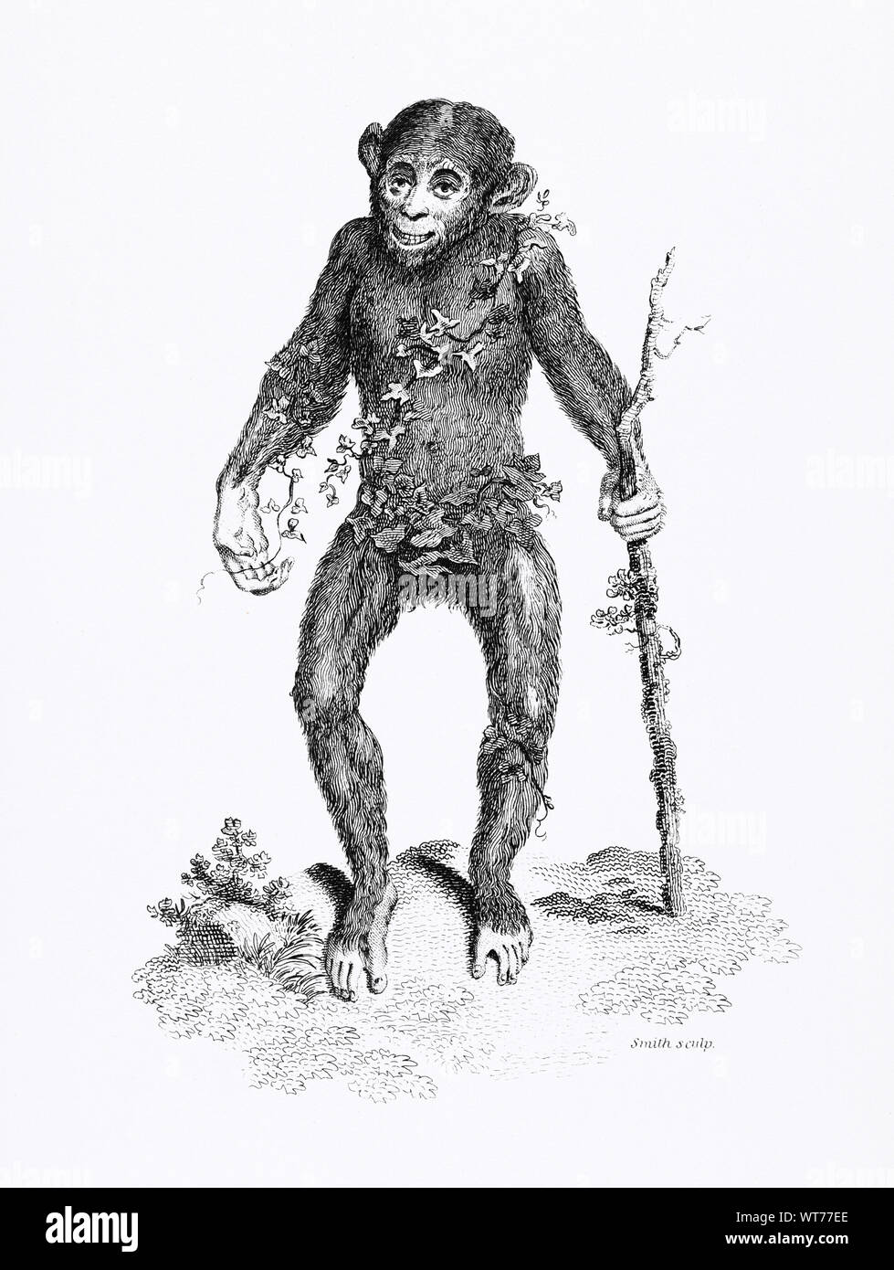 Black oran otan hi-res stock photography and images - Alamy