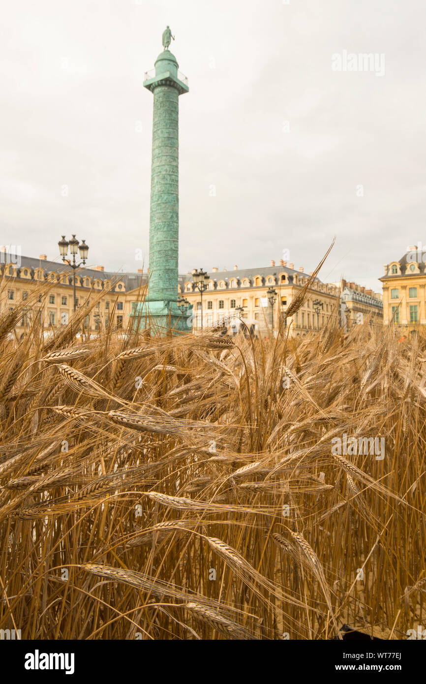 ONE MILLION EARS OF WHEAT PLANTED PLACE VENDOME, PARIS Stock Photo - Alamy