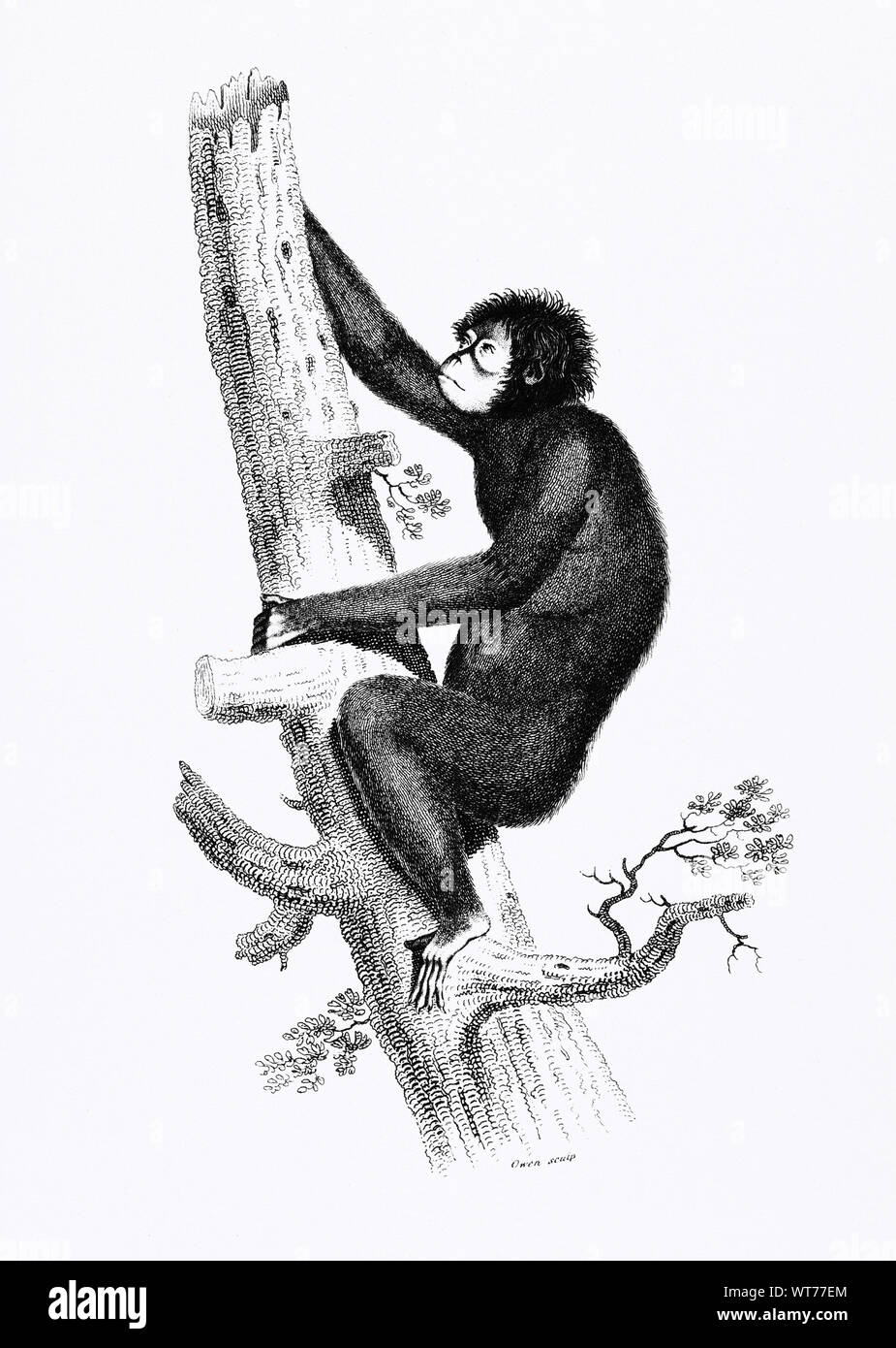 Oran otan hi-res stock photography and images - Alamy