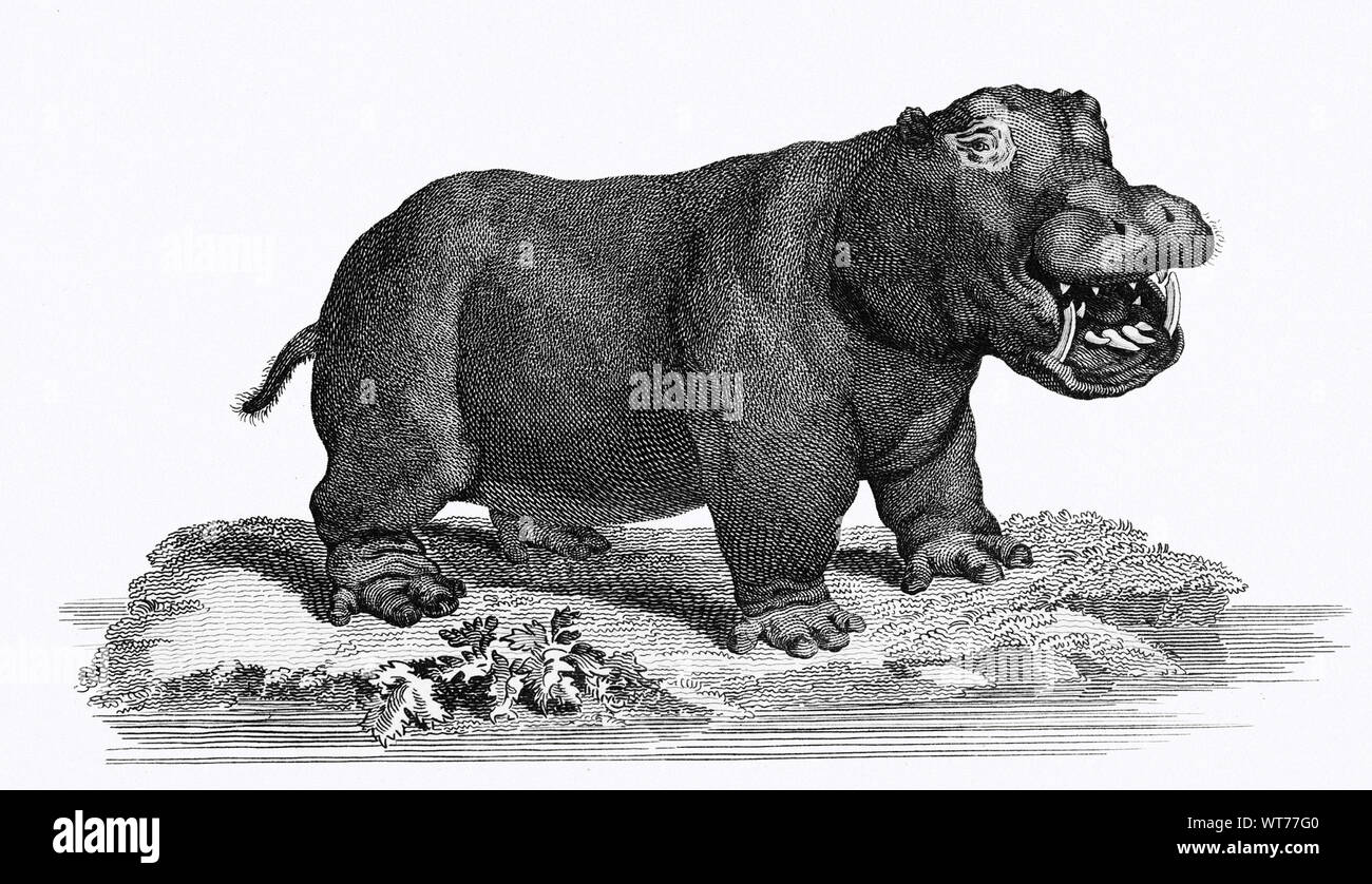 George Shaw (1751-1813) - Illustration of Hippopotamus from Zoological ...