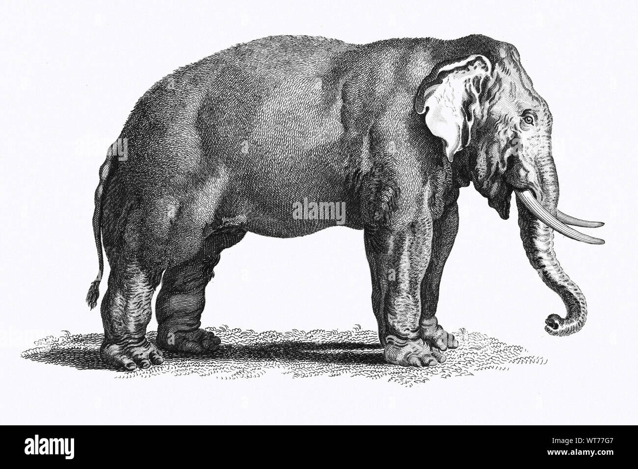 George Shaw (1751-1813) - Illustration of Elephant from Zoological ...