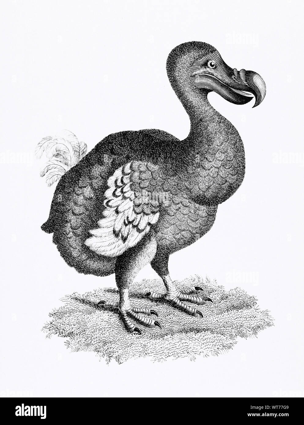Dodo vintage illustration hi-res stock photography and images - Alamy