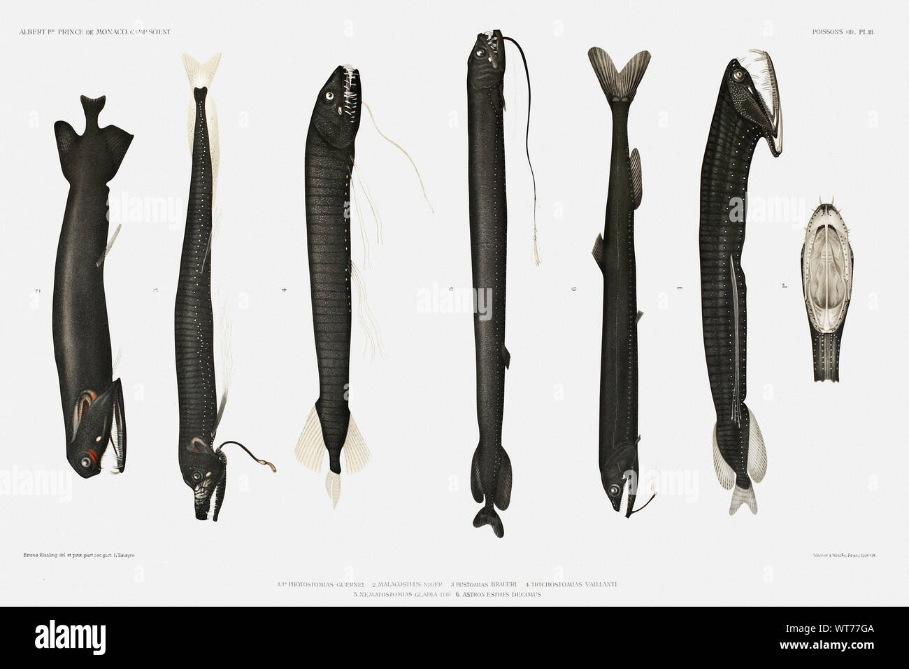 Stomiidae Deep Sea Fish Varieties - Vintage Illustration from Carl Chun ...