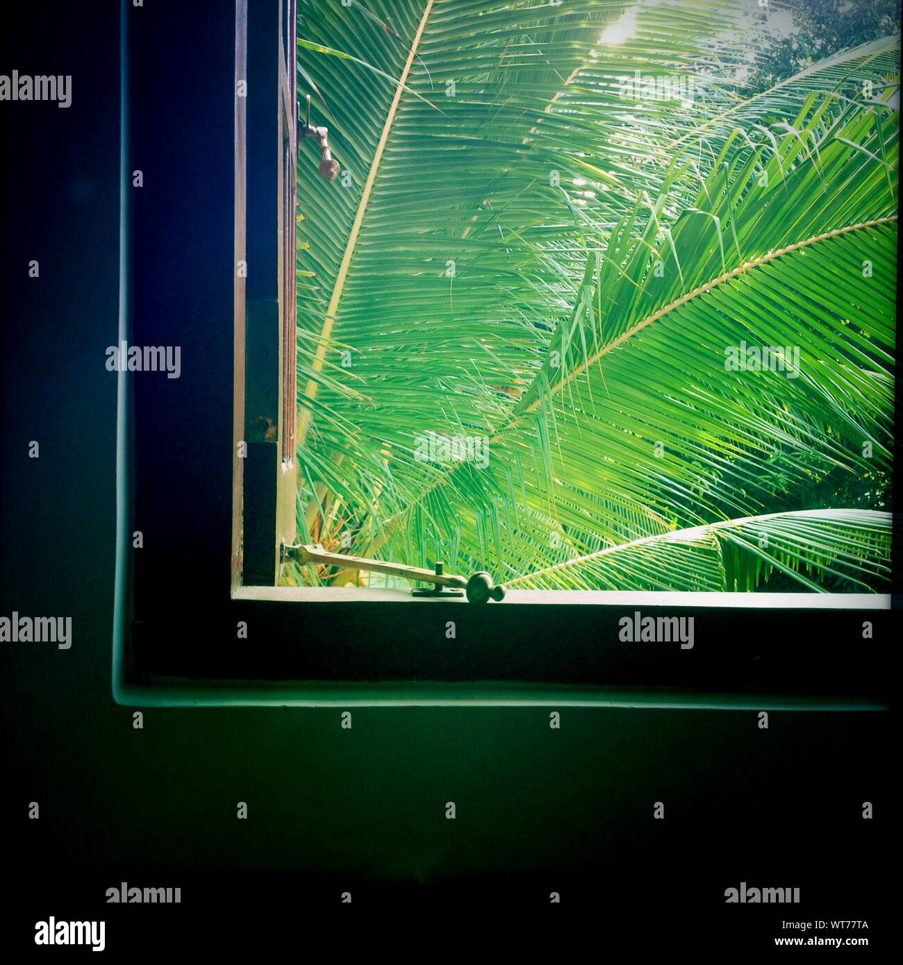 Home palm hi-res stock photography and images - Alamy