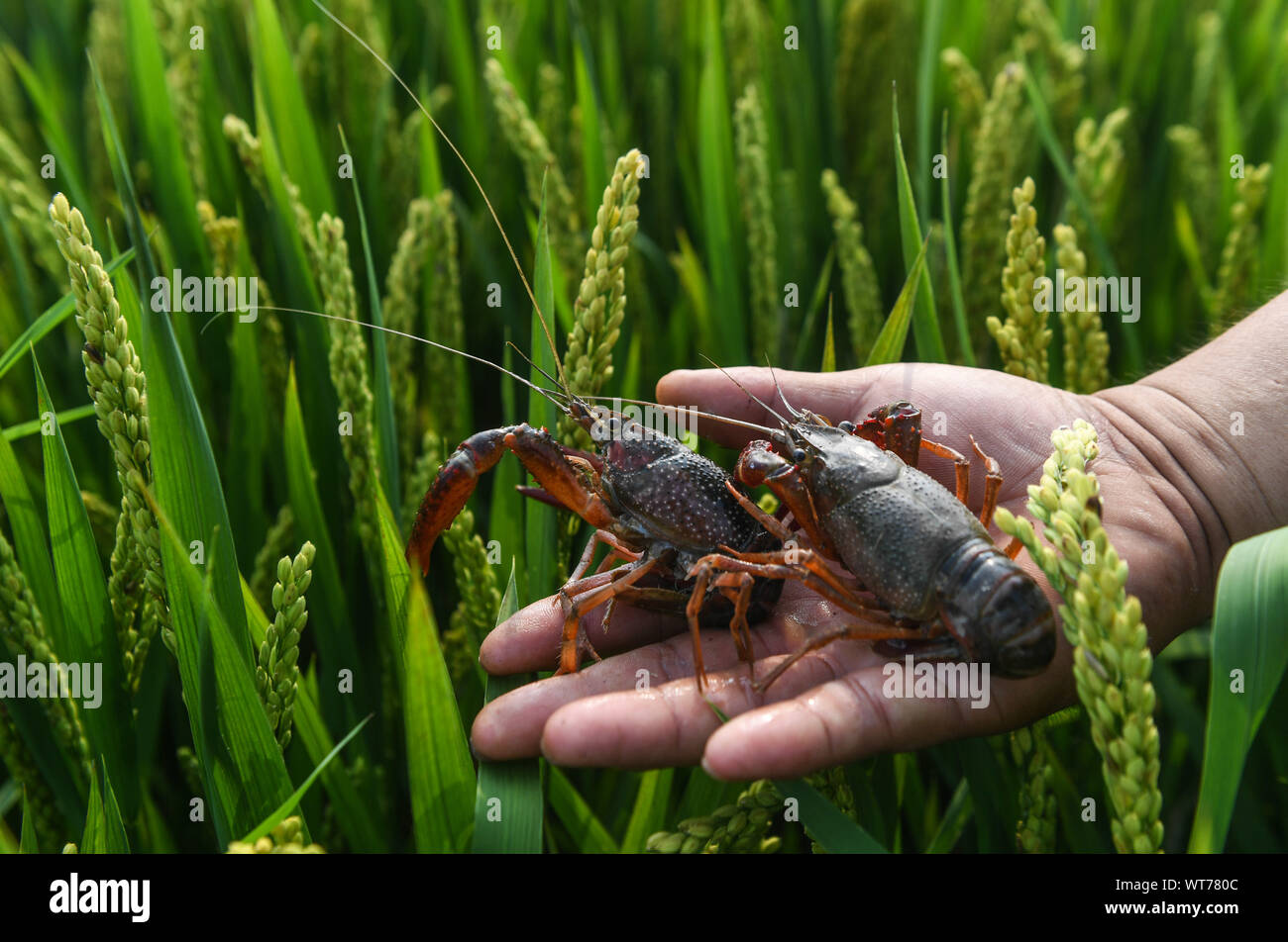 Hangzhou, China's Zhejiang Province. 11th Sep, 2019. A farmer harvests ...