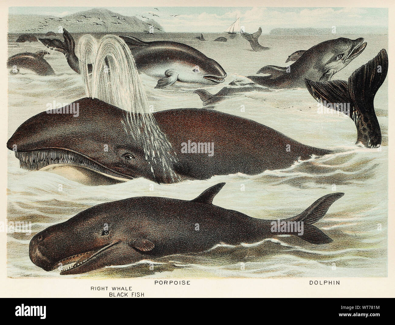 John Karst - Blackfish Porpoise and Dolphin - Illustration 1880 Stock ...