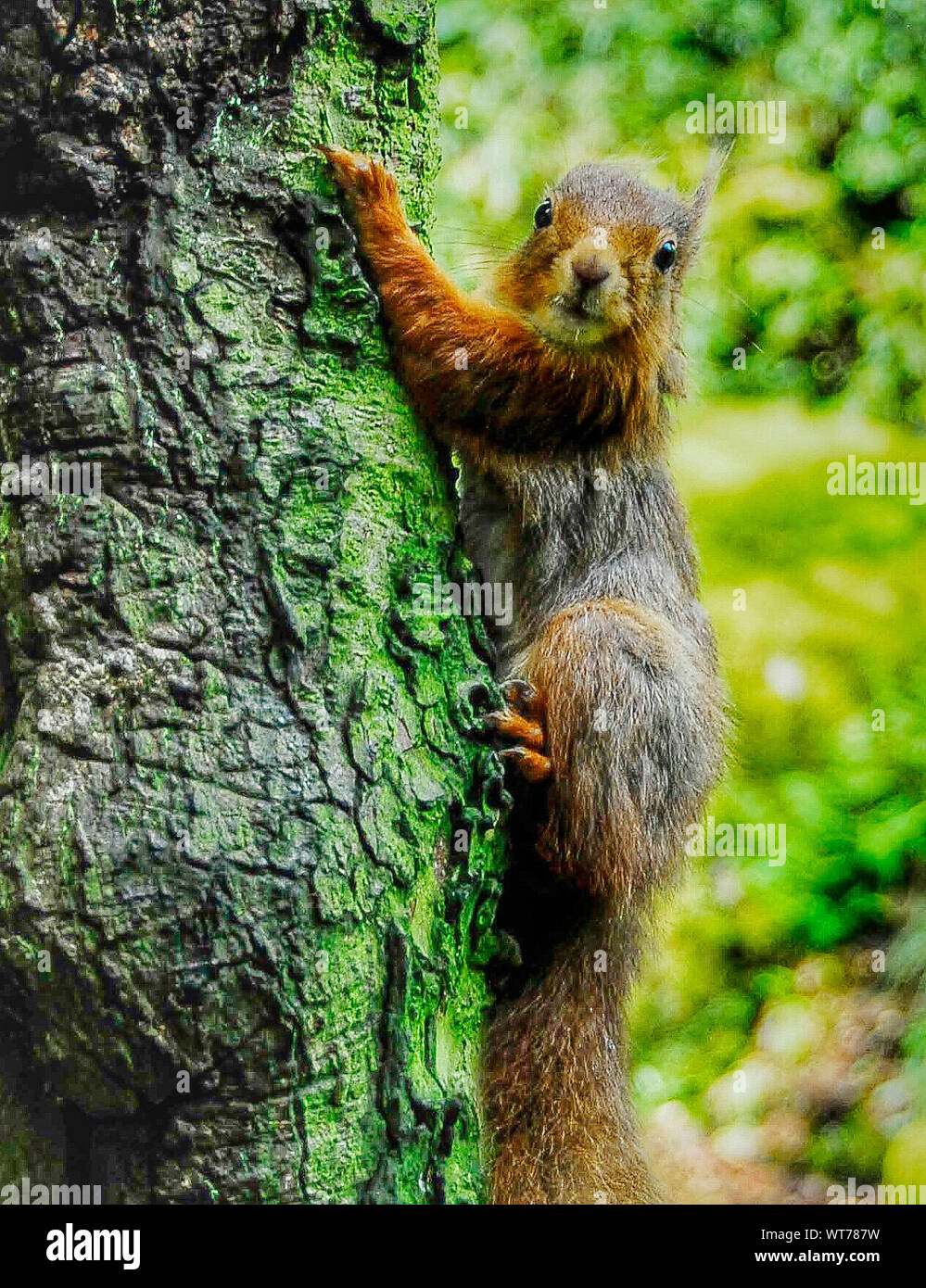 Side View Of Squirrel High Resolution Stock Photography and Images - Alamy