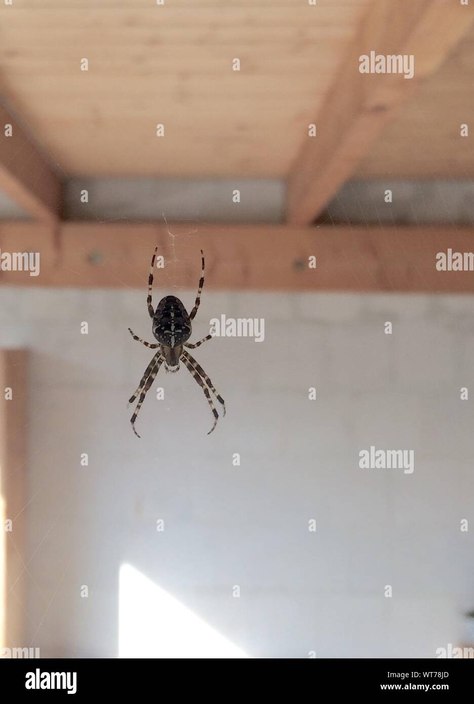 No one has ceiling ceiling hi-res stock photography and images - Alamy