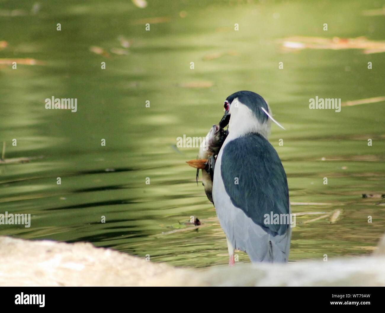 Water carrying bird hi-res stock photography and images - Alamy