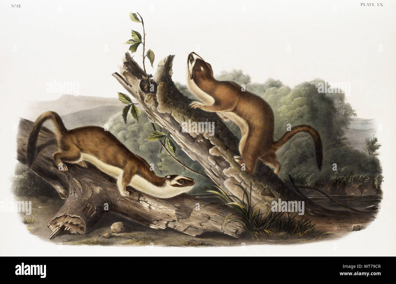 Putorius frenata hi-res stock photography and images - Alamy