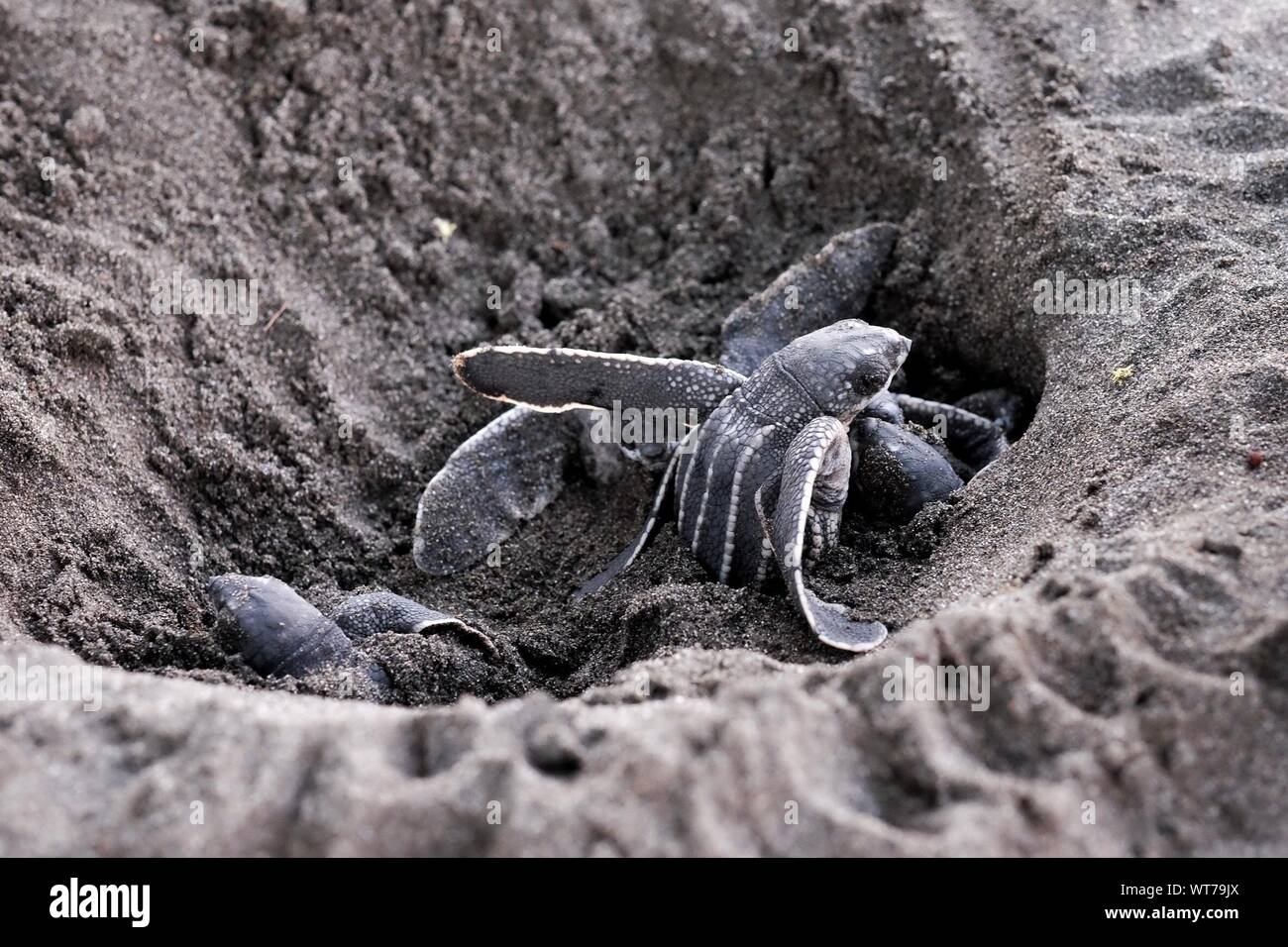 Sea turtles hatching hi-res stock photography and images - Alamy
