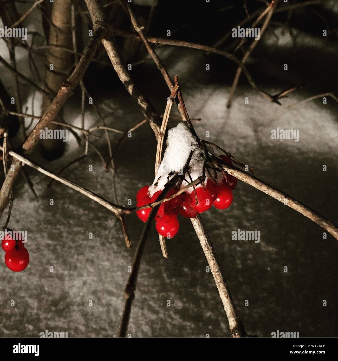 Snow parrot hi-res stock photography and images - Alamy