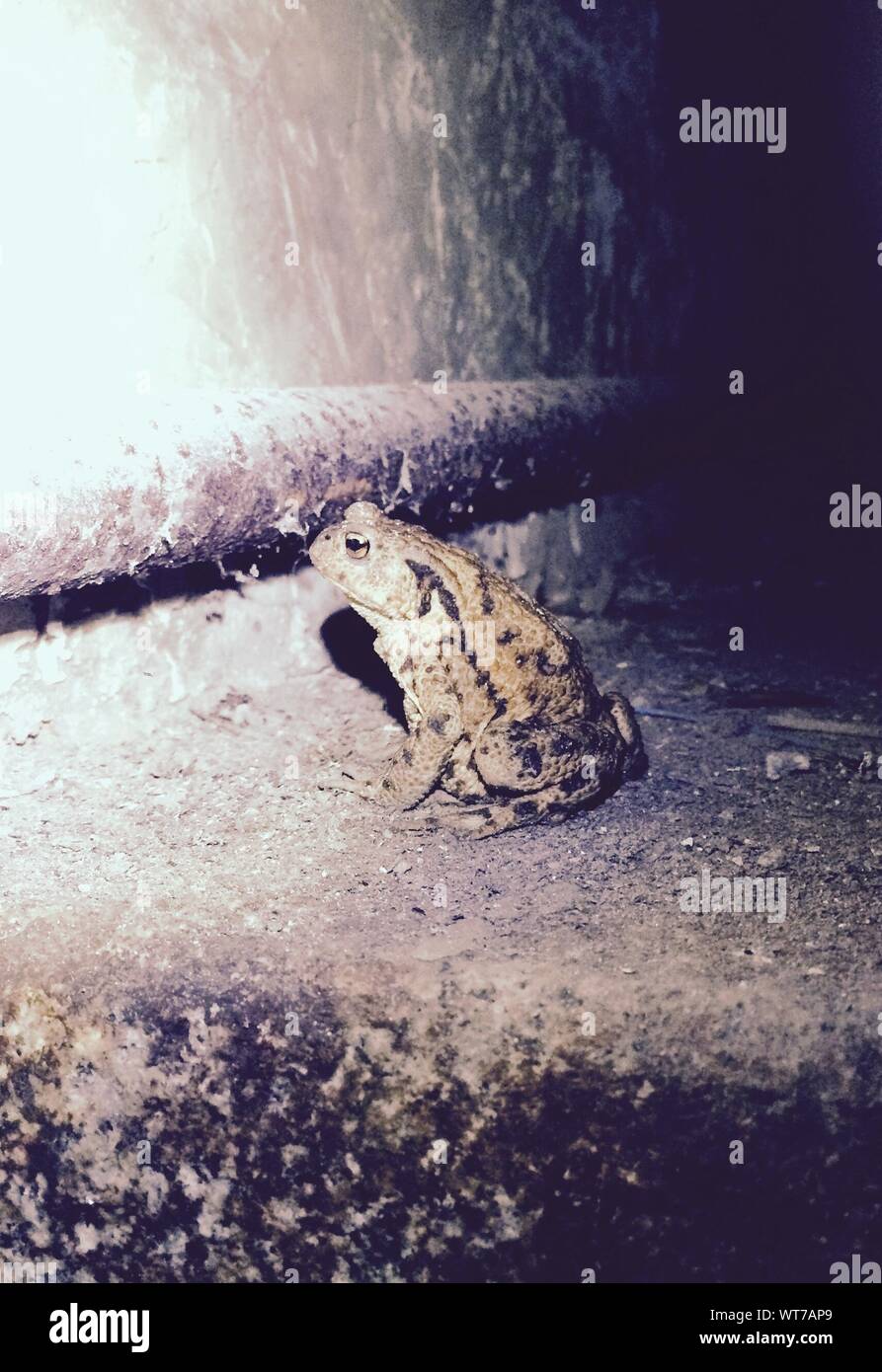 Old frog hi-res stock photography and images - Alamy