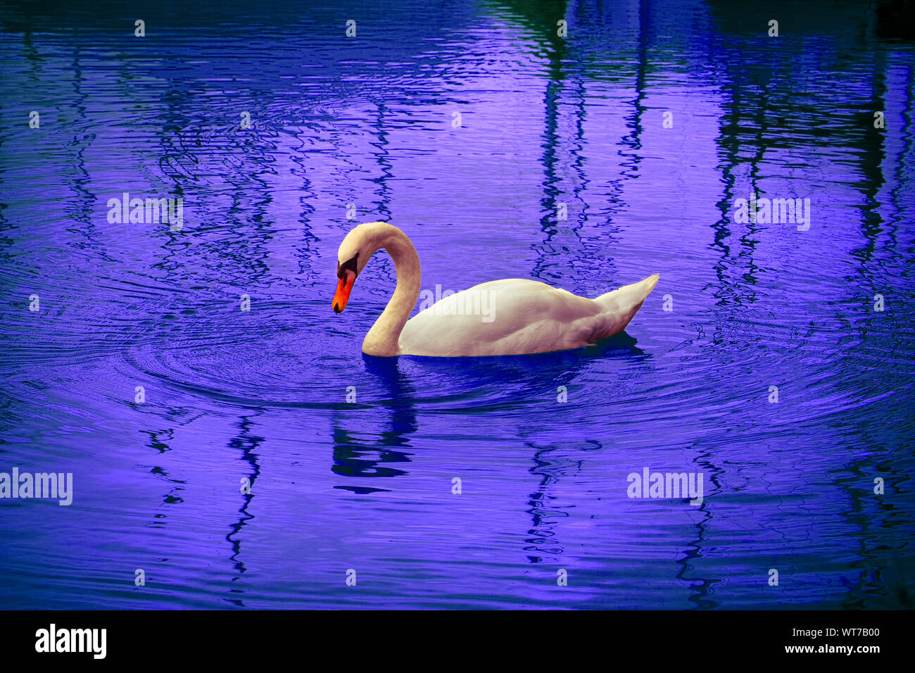 Swan in dark blue background - toned image Stock Photo - Alamy