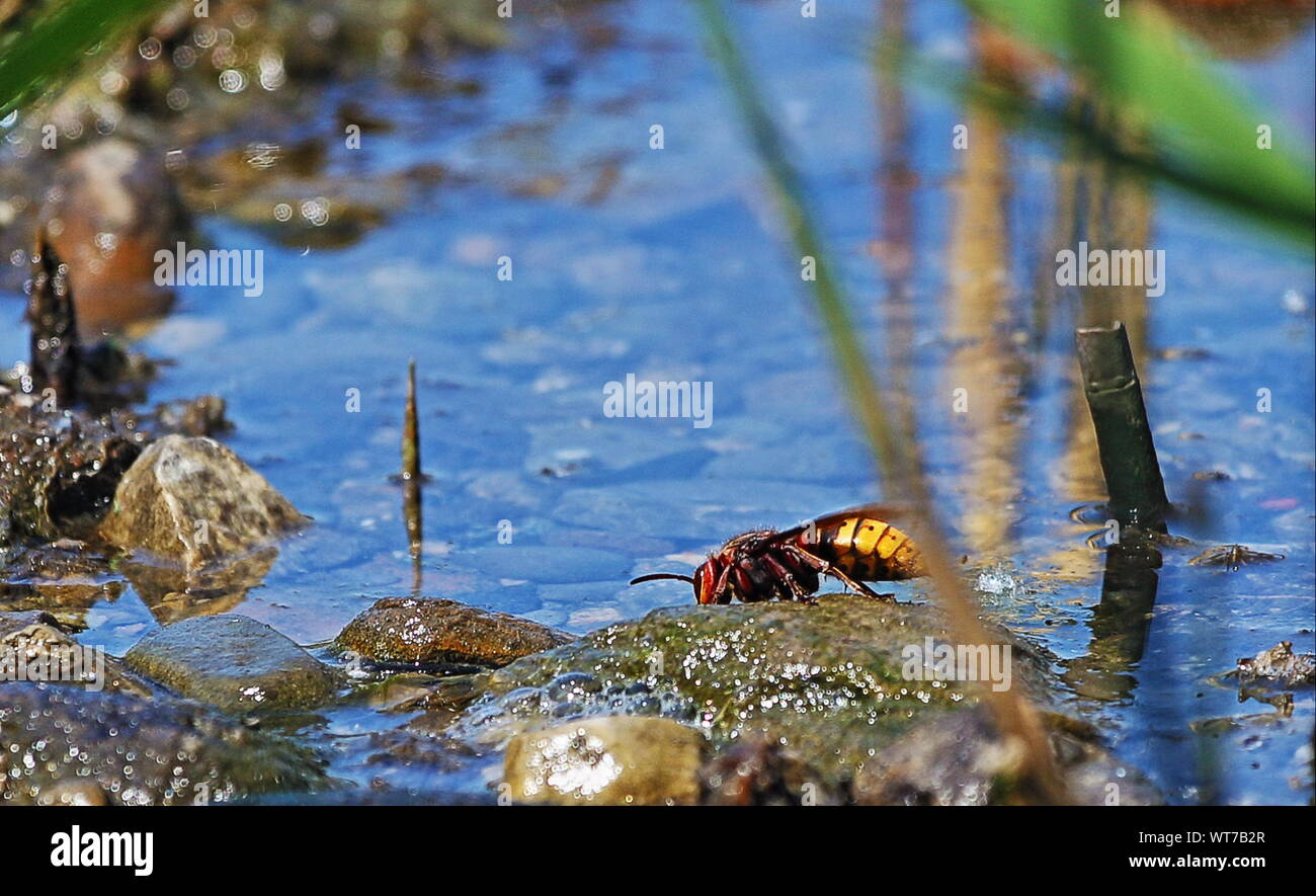 Insect On The River High Resolution Stock Photography and Images - Alamy