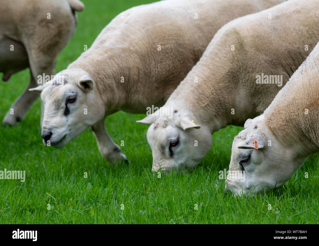 Texel yearling rams grazing in meadow, North Yorkshire, UK Stock Photo ...