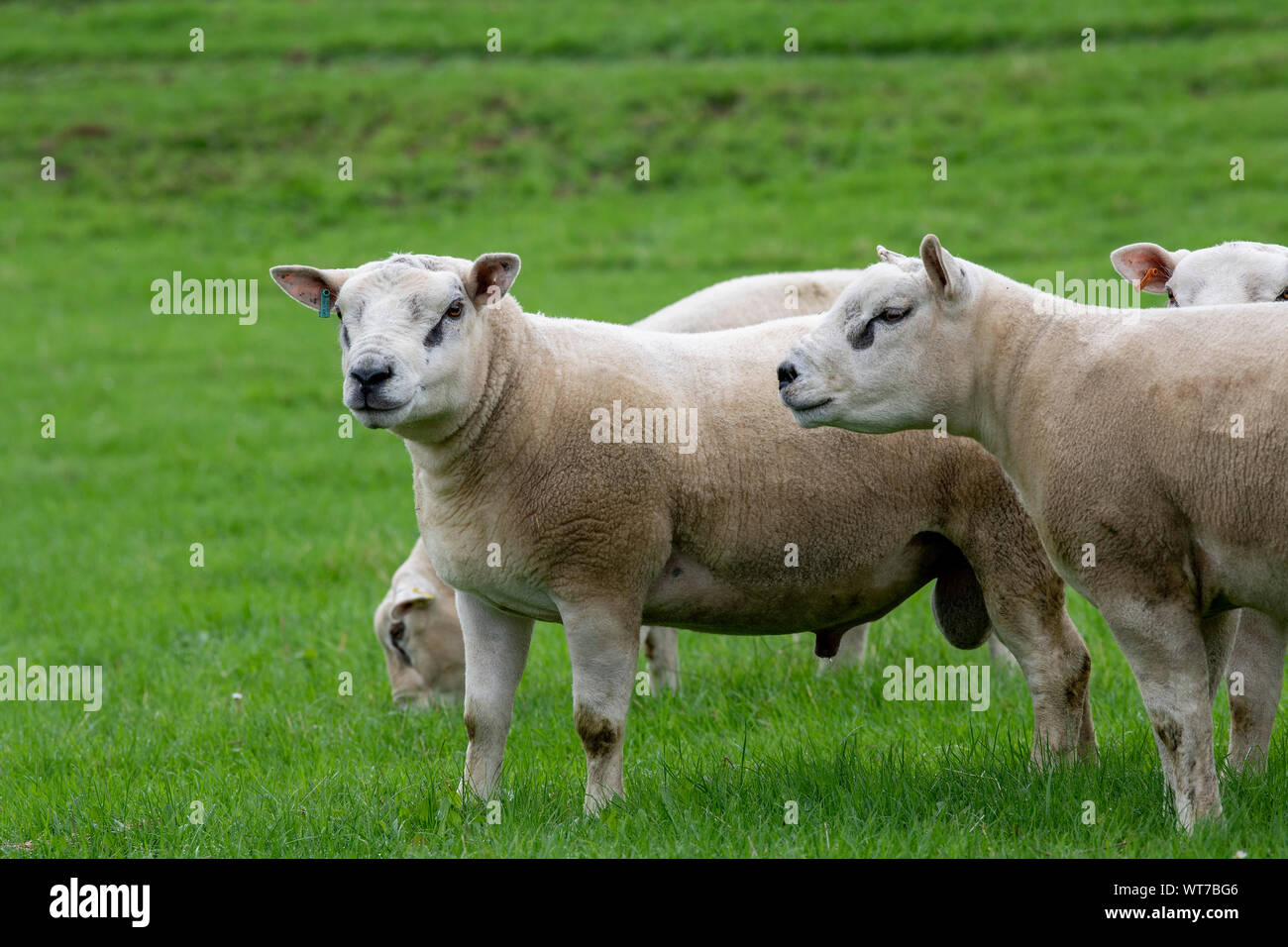 Texel yearling rams grazing in meadow, North Yorkshire, UK Stock Photo ...