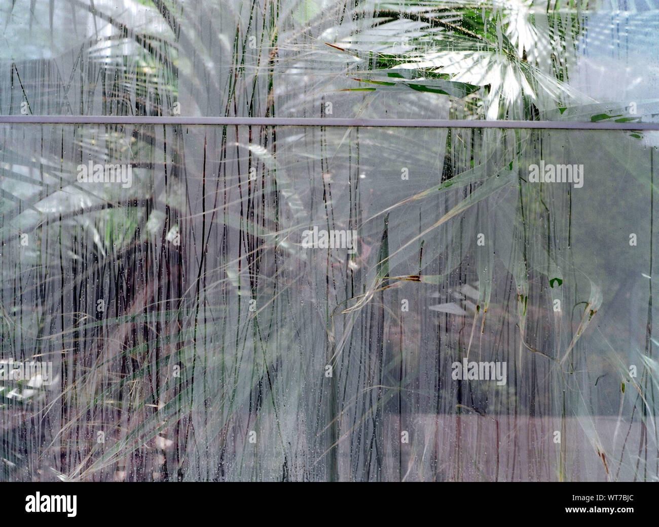 Trees Behind Fence Stock Photo - Alamy