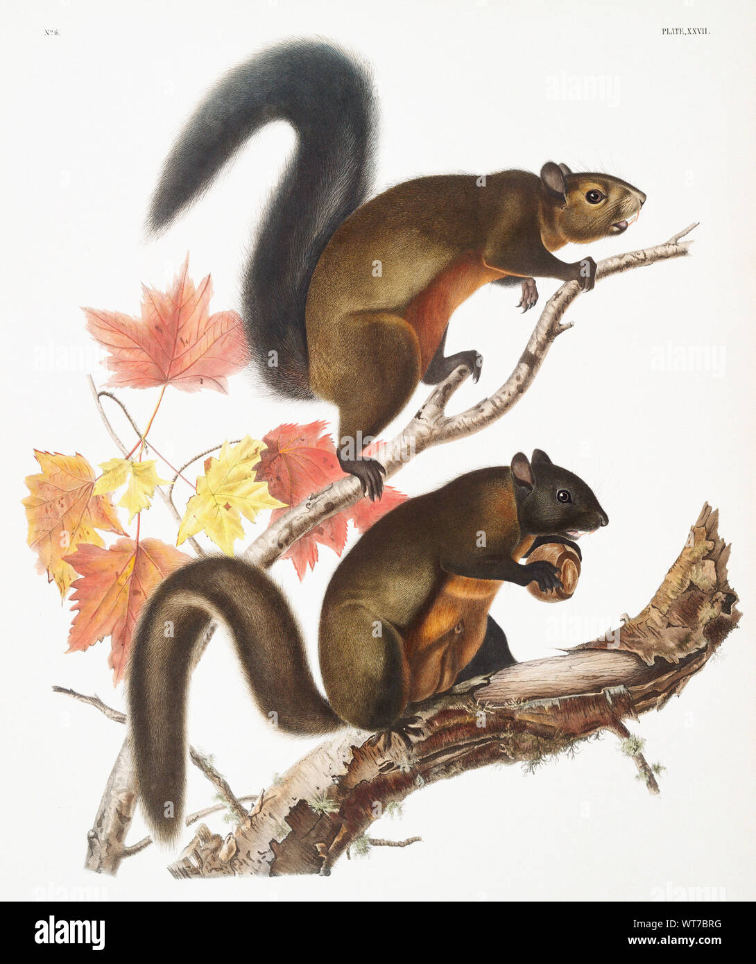 Long haired squirrel hi-res stock photography and images - Alamy