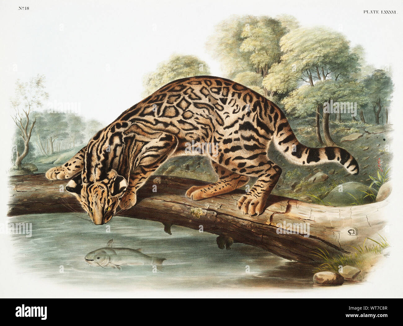 Ocelot illustration hi-res stock photography and images - Alamy