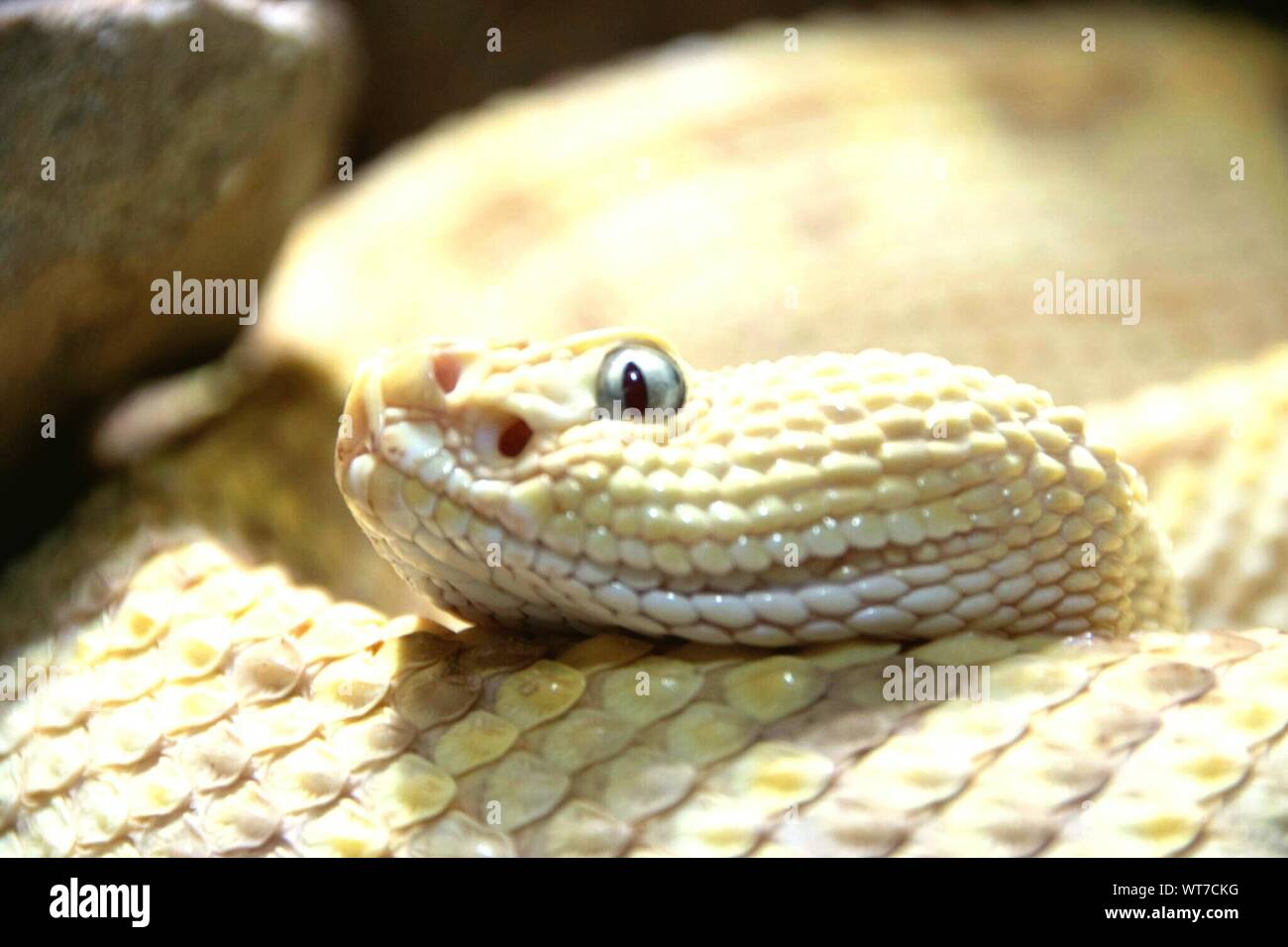 Snake zoo hi-res stock photography and images - Alamy