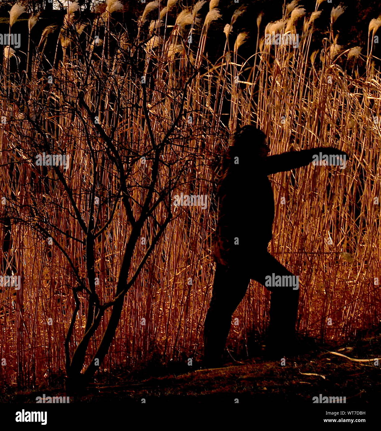 Very tall plants hi-res stock photography and images - Alamy