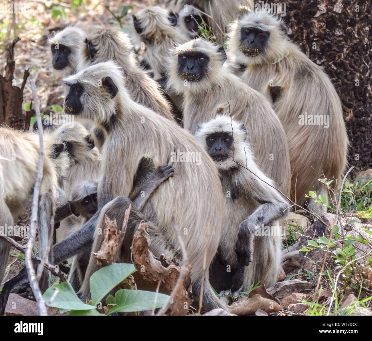 Group of monkeys hi-res stock photography and images - Alamy