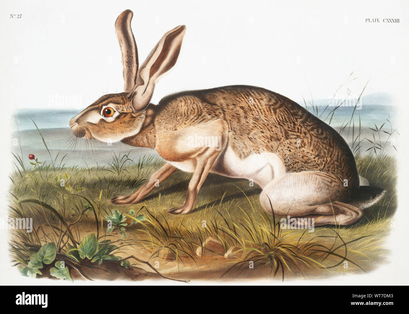 John Woodhouse Audubon (1812-1862) - Texian Hare (Lepus Texianus) from ...