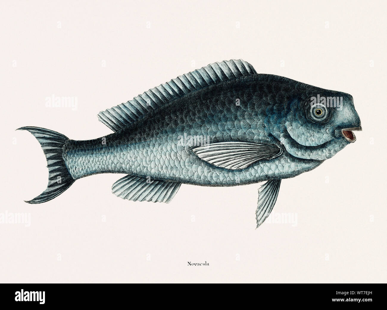 Novacula hi-res stock photography and images - Alamy