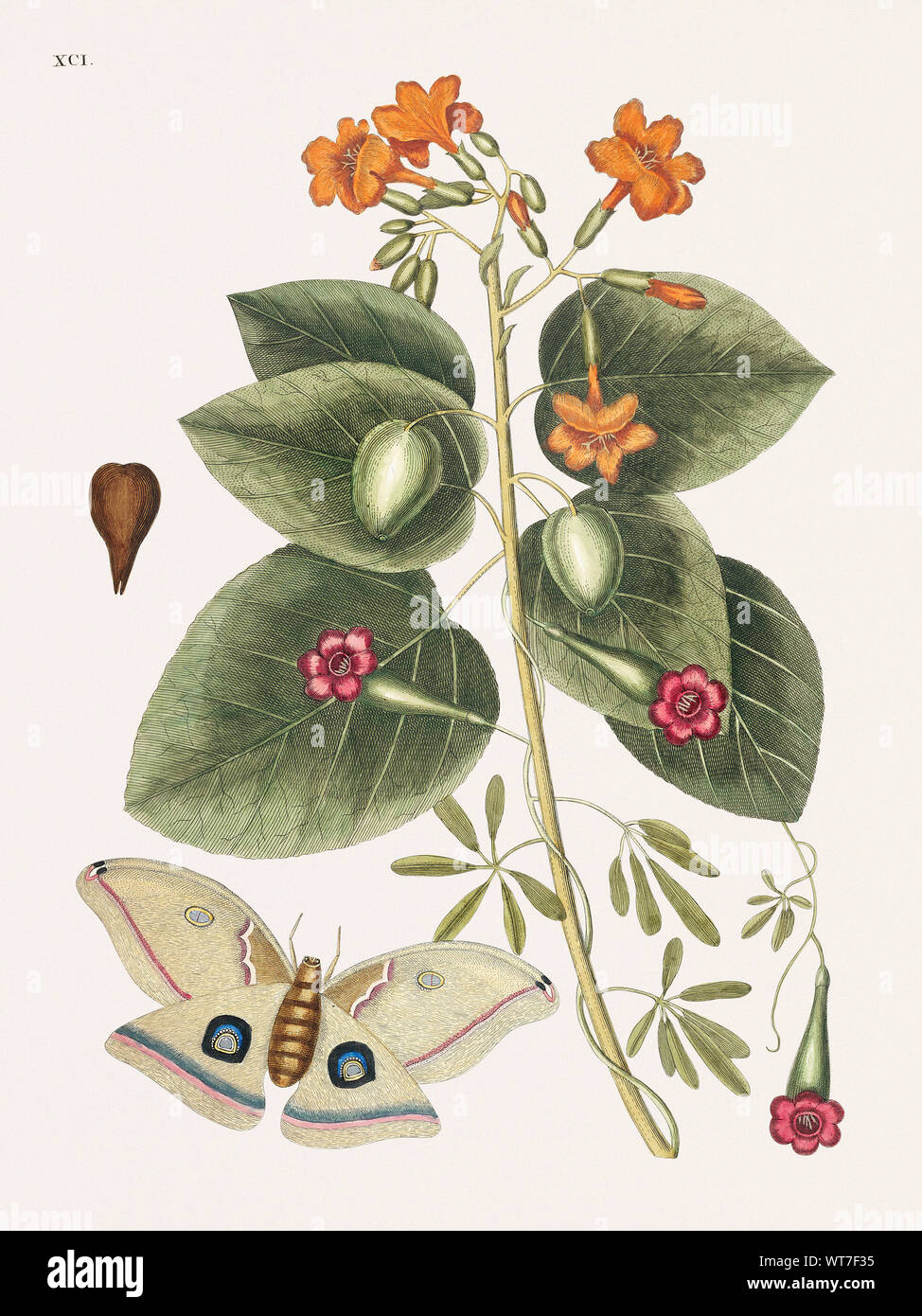 Great moth hi-res stock photography and images - Alamy