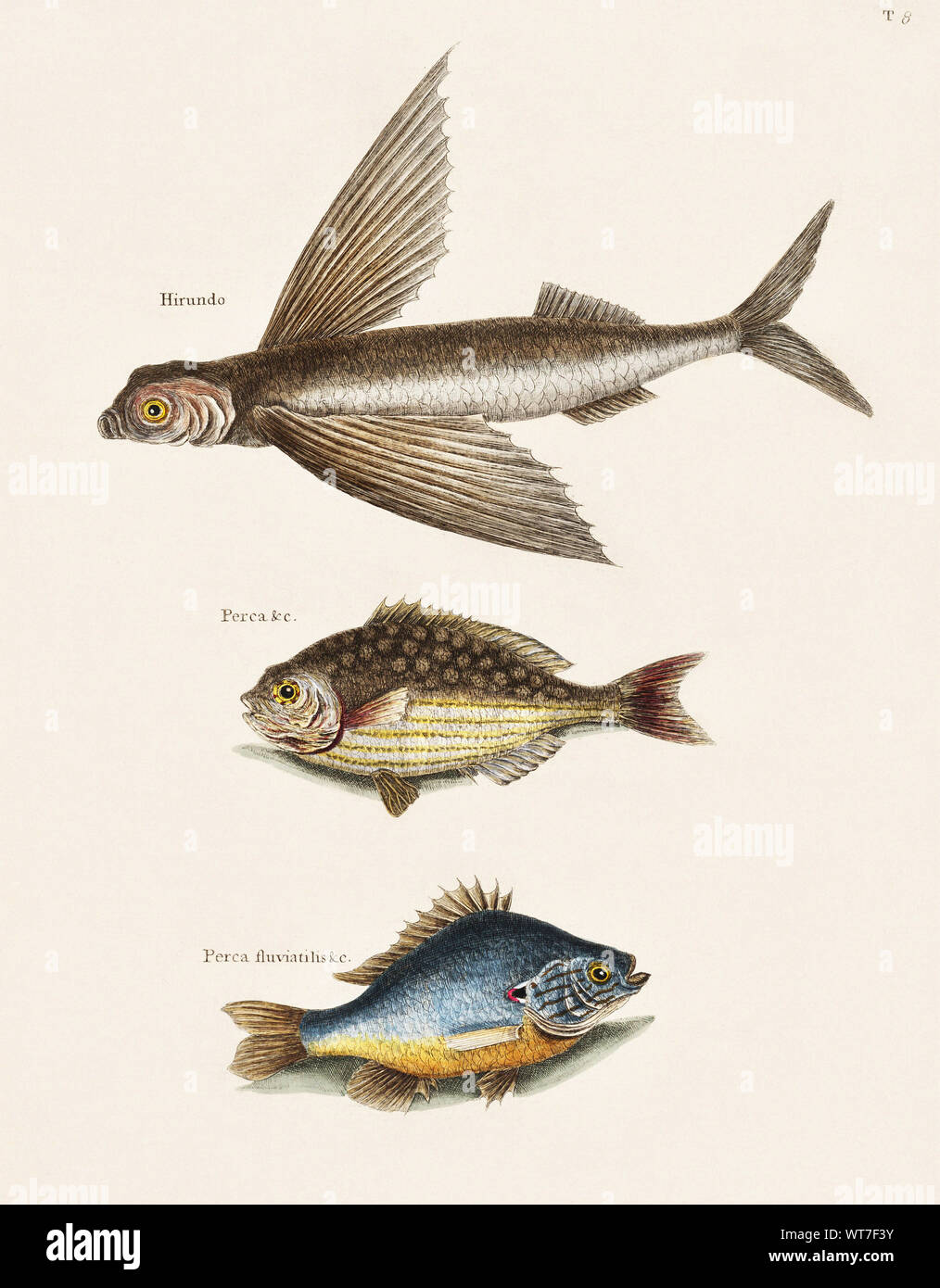 Hirundo fluviatilis hi-res stock photography and images - Alamy