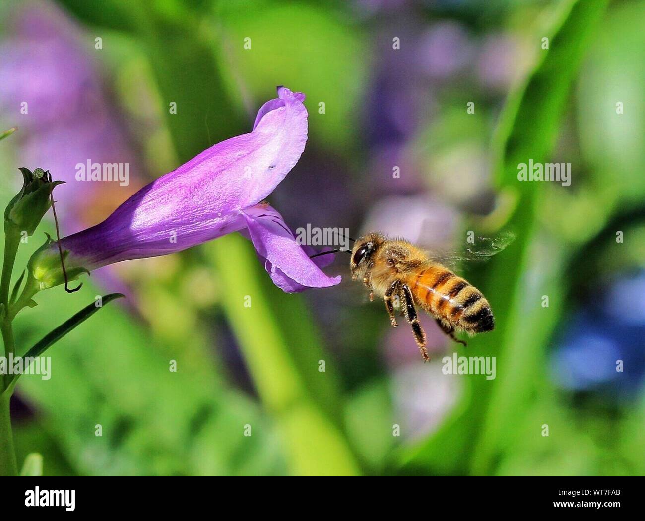 Honey bee flying hi-res stock photography and images - Alamy