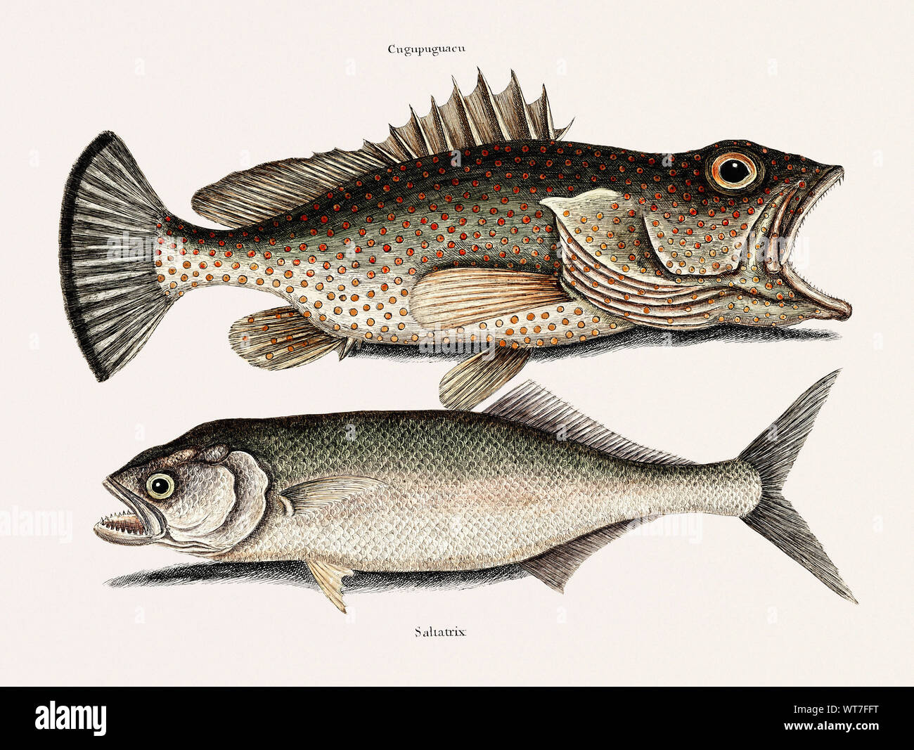 Saltatrix hi-res stock photography and images - Alamy