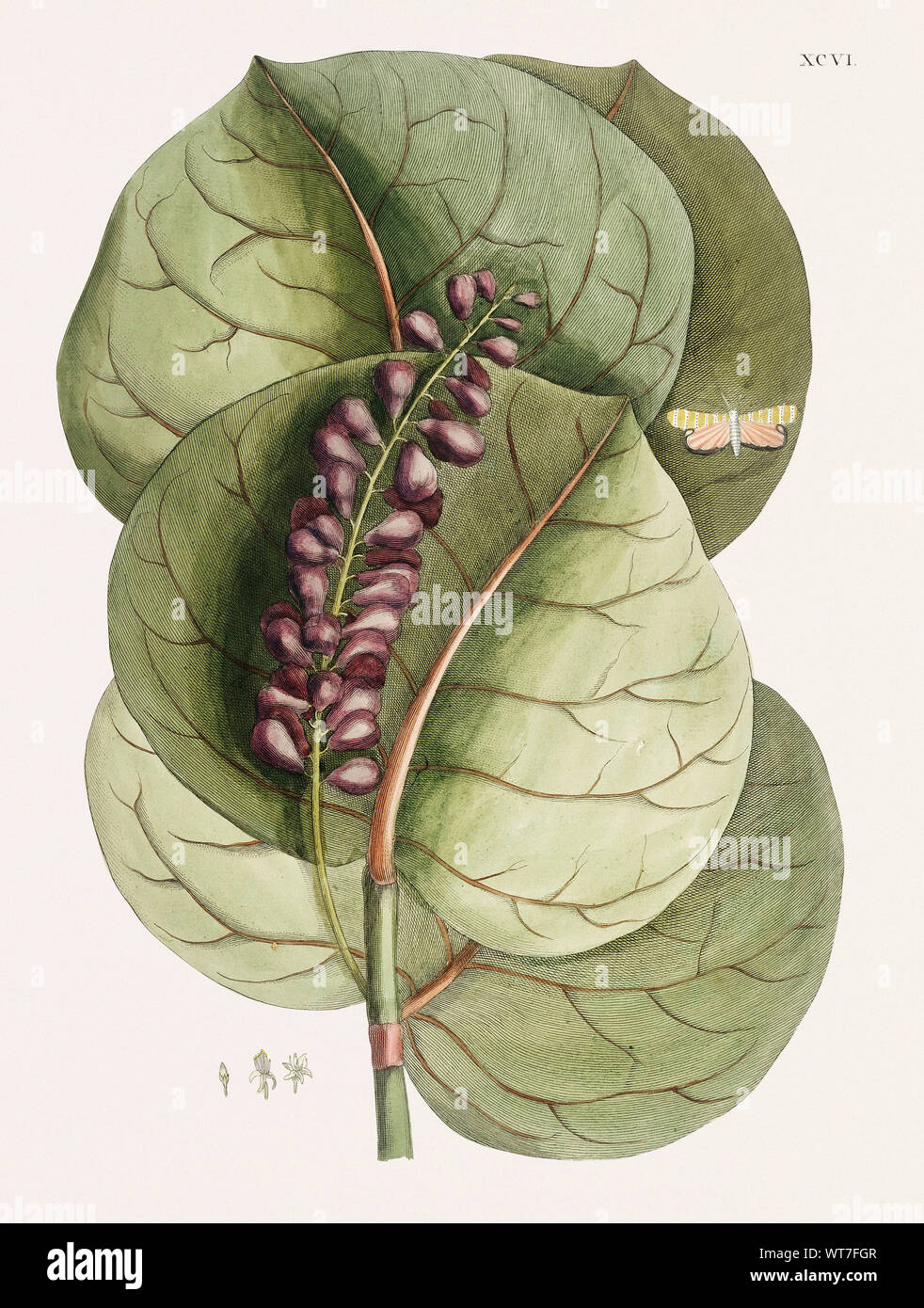 Mangrove Grape Tree Prunus Maritima Racemosa and Great Horned Butterfly ...