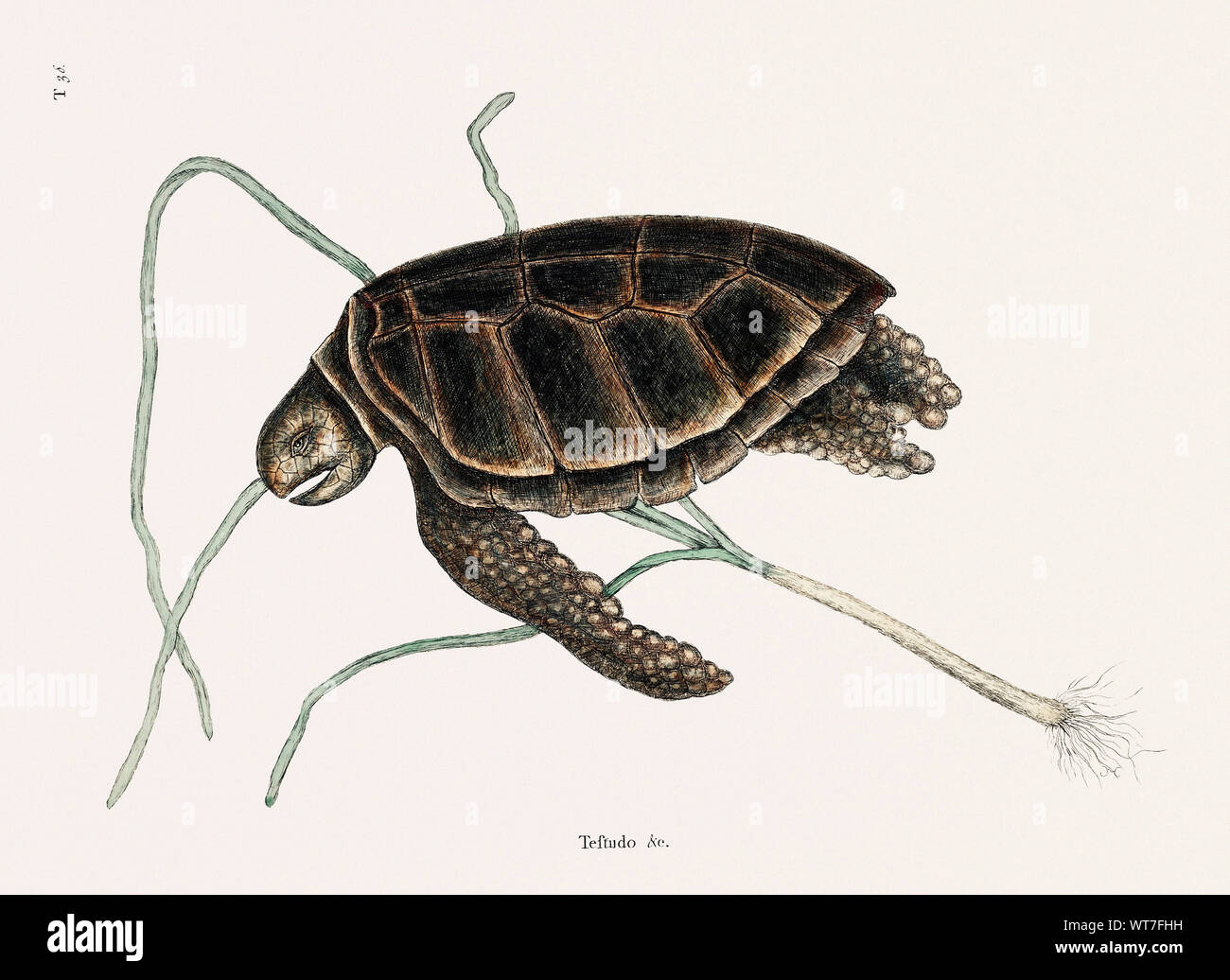 Green Turtle Testudo Marina Viridis - from the Natural History of ...