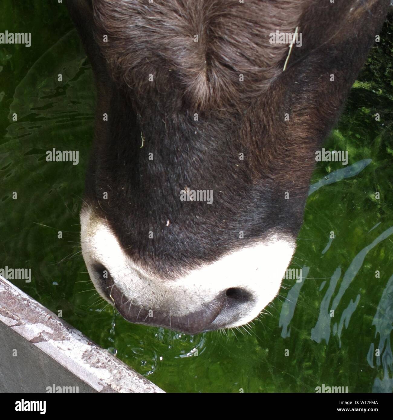 Bull Drinking Water High Resolution Stock Photography and Images - Alamy