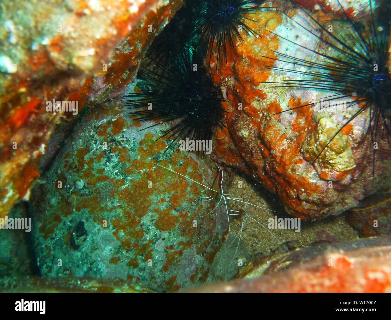 Close-up Of Sea Urchins Undersea Stock Photo - Alamy